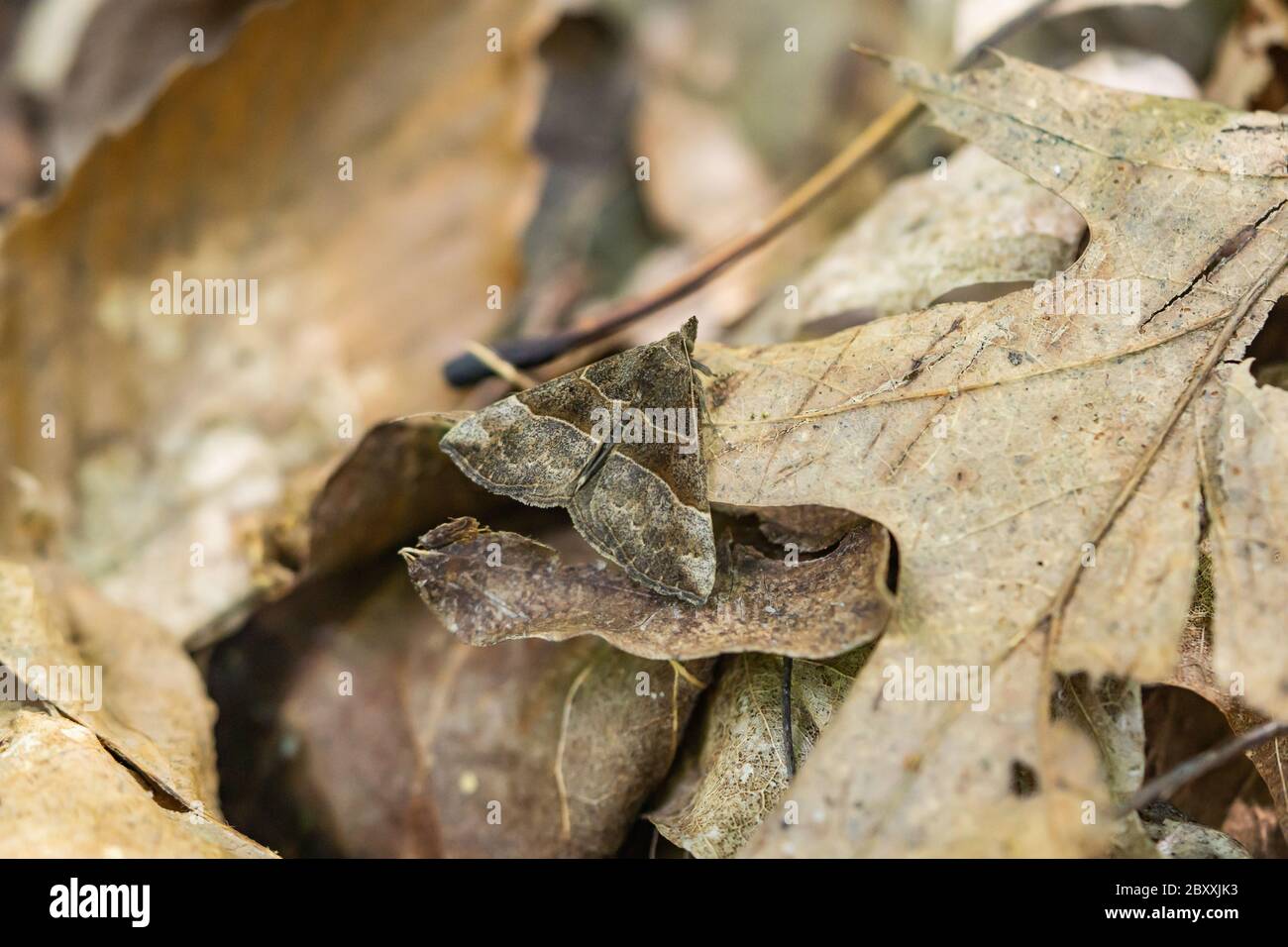 Deceptive plant hi-res stock photography and images - Alamy