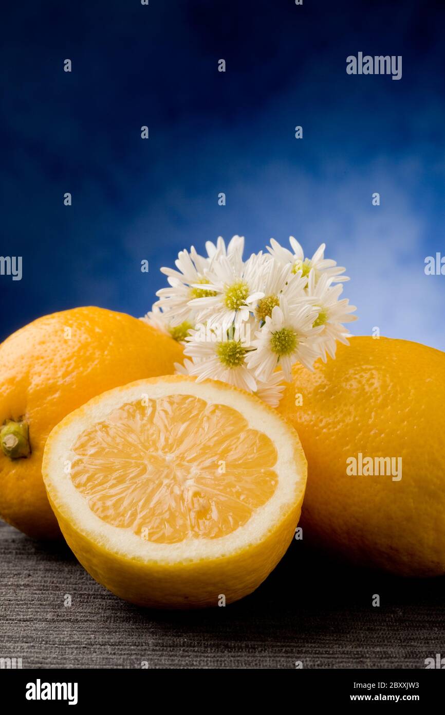 Marguerite lemon hi-res stock photography and images - Alamy