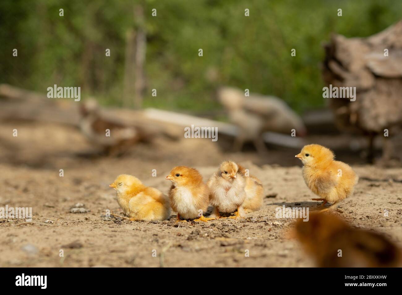 Baby chickens eat hi-res stock photography and images - Alamy
