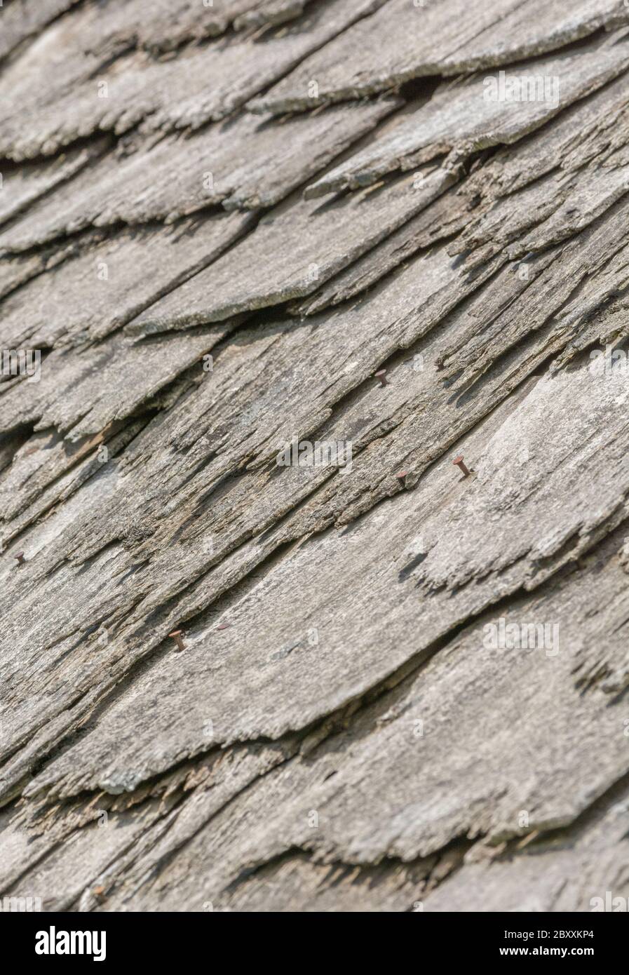 Wind and rain damaged old wood shingle / wood shake roof in poor repair ...