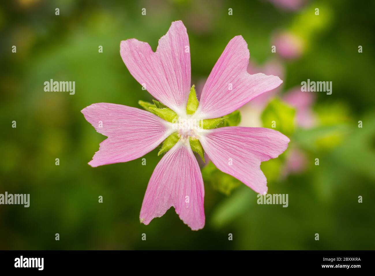 Mallow moschata species of mallow that grows in meadows and ditches of ...