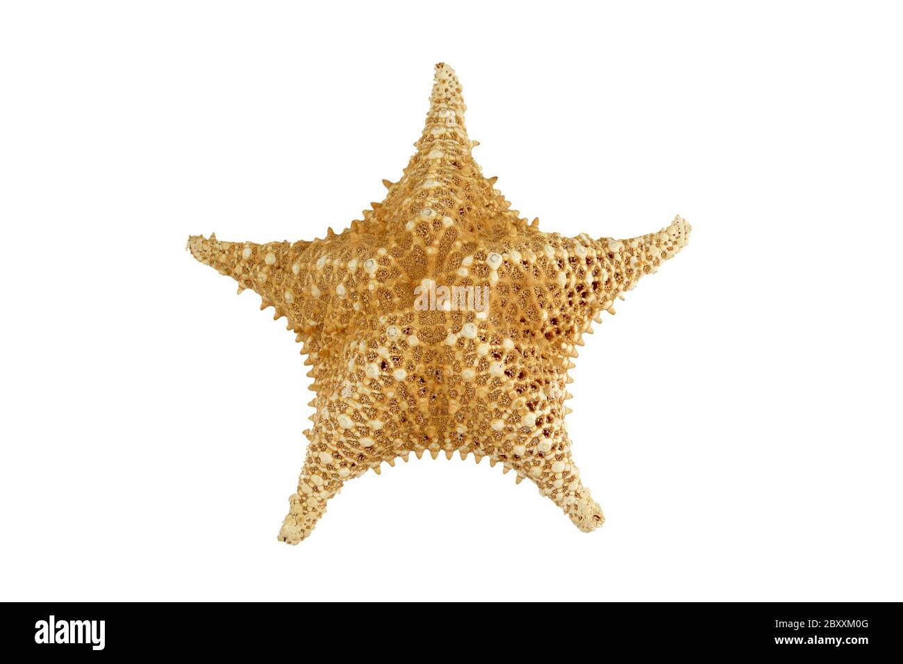 White star fish hi-res stock photography and images - Alamy
