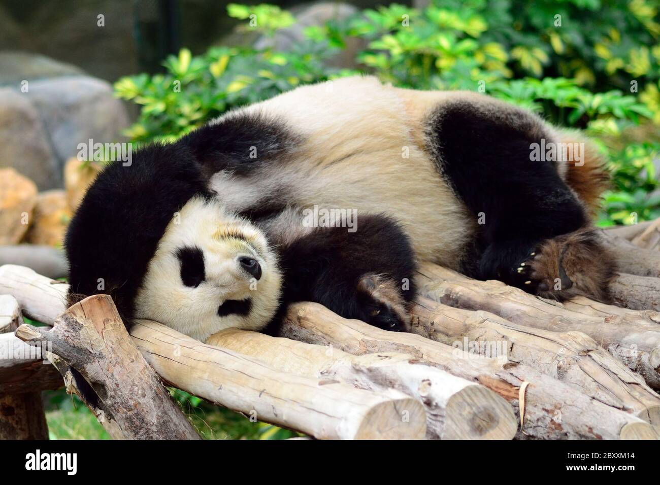 Giant panda bear in the Hong Kong zoo Stock Photo - Alamy