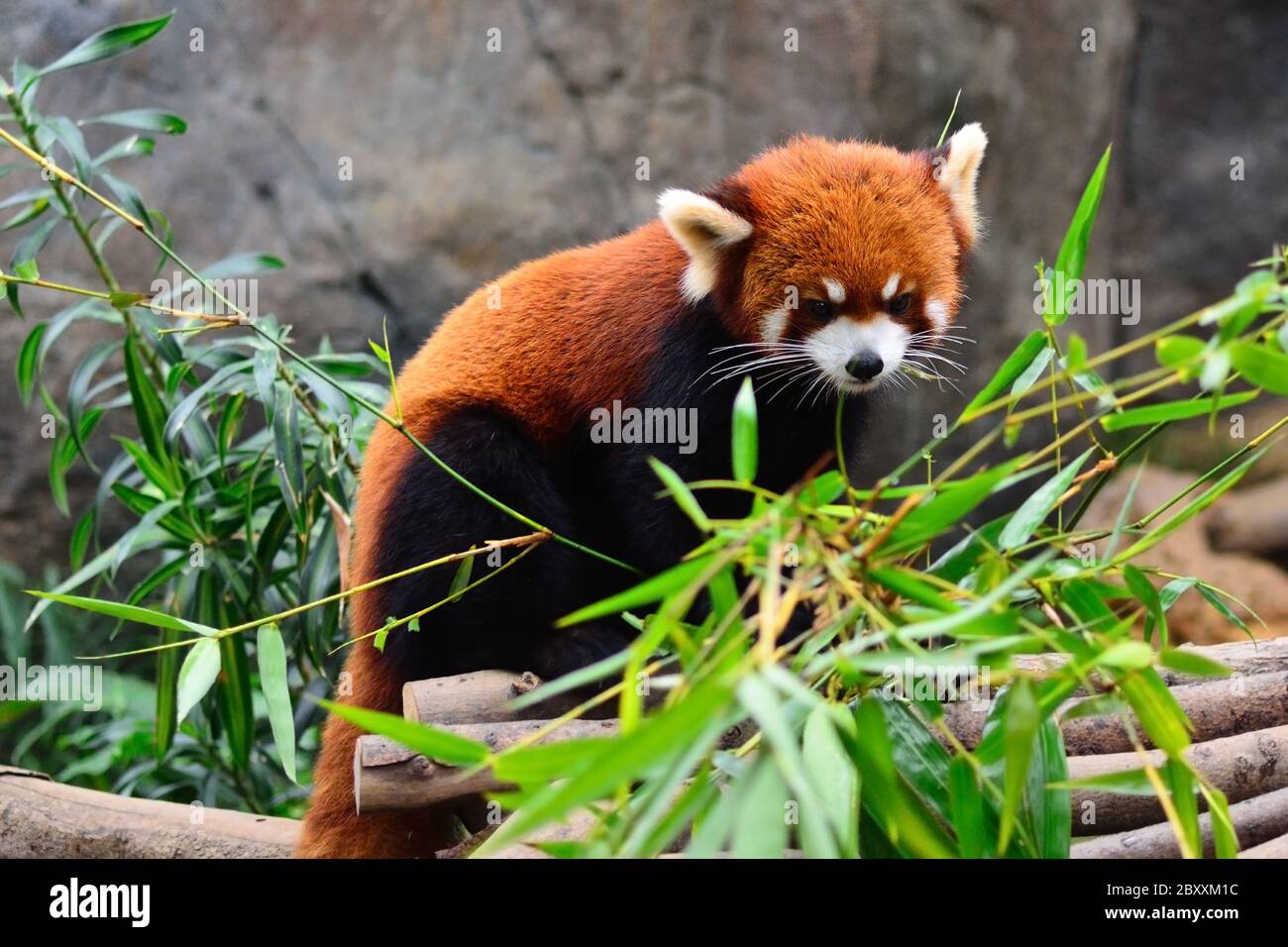 Fire Fox High Resolution Stock Photography and Images - Alamy