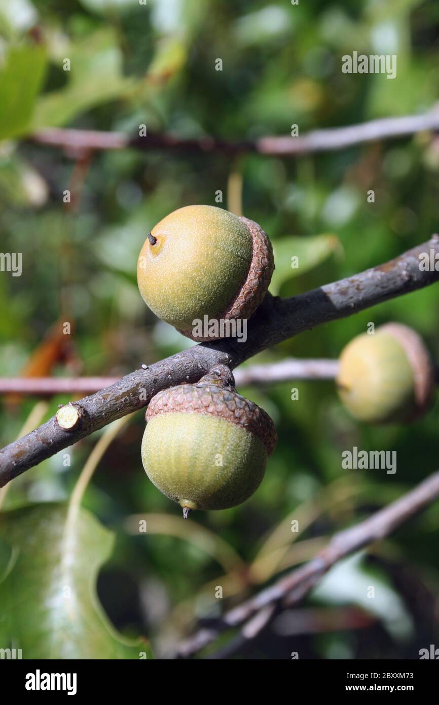 Oak tree nuts hi-res stock photography and images - Alamy