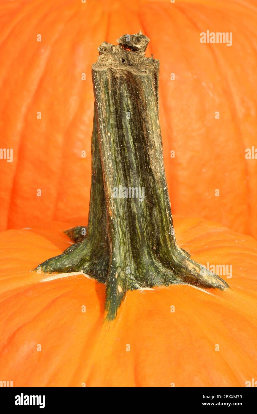 Pumpkin With Stem High Resolution Stock Photography and Images - Alamy