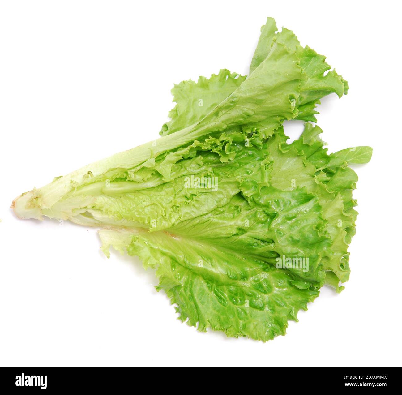 Single head of lettuce hi-res stock photography and images - Alamy