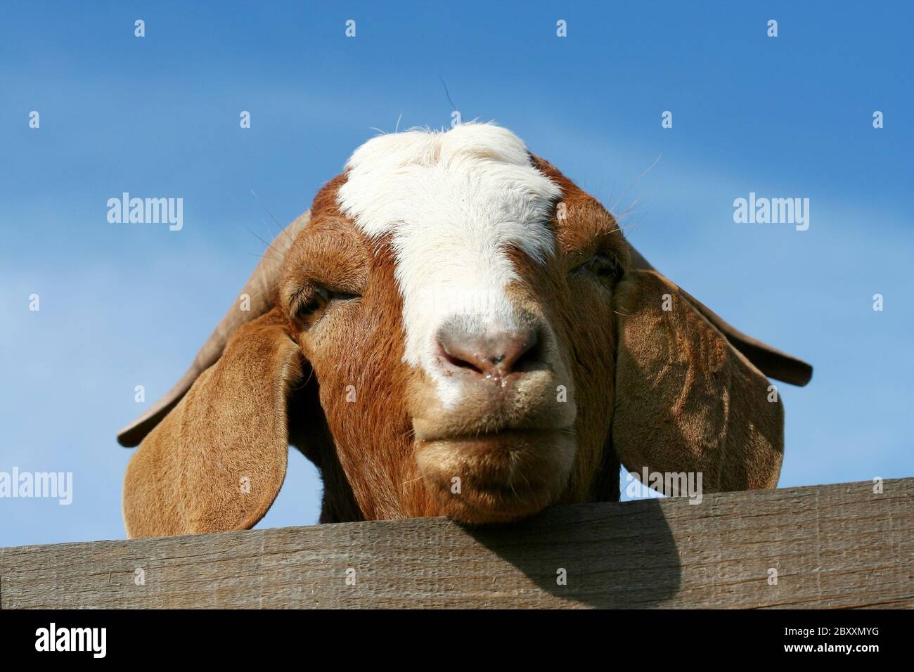Billy goat beard hi-res stock photography and images - Alamy