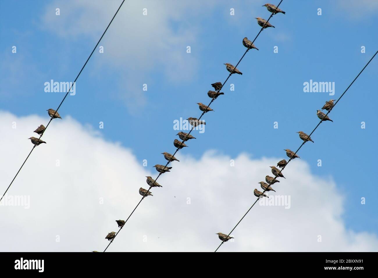 Blue sky and birds hi-res stock photography and images - Alamy