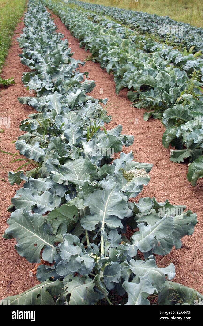 Broccoli in field hi-res stock photography and images - Alamy