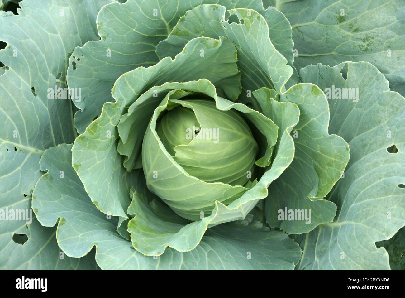 Pick image hi-res stock photography and images - Alamy