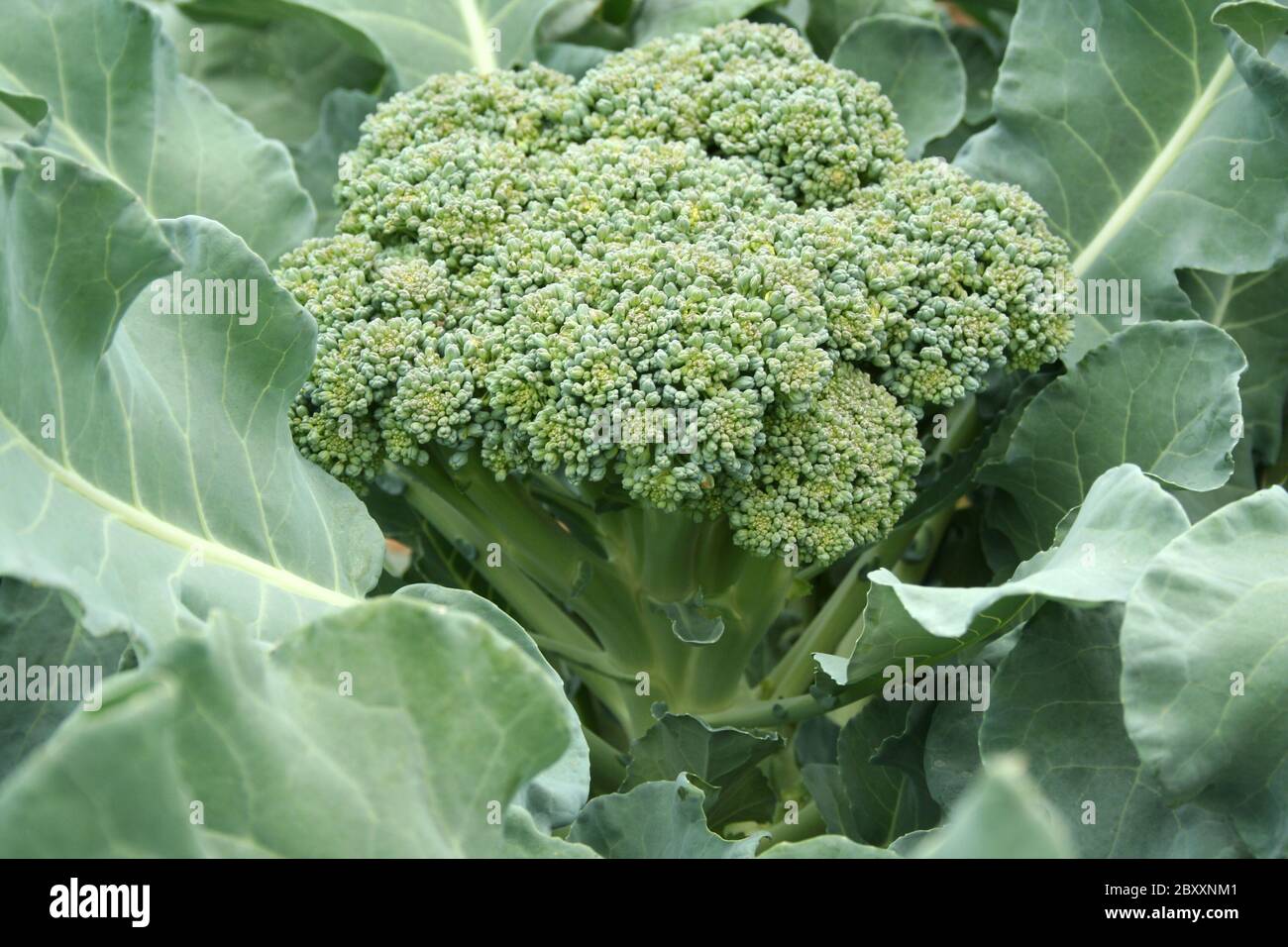 Image Of Broccoli High Resolution Stock Photography and Images - Alamy
