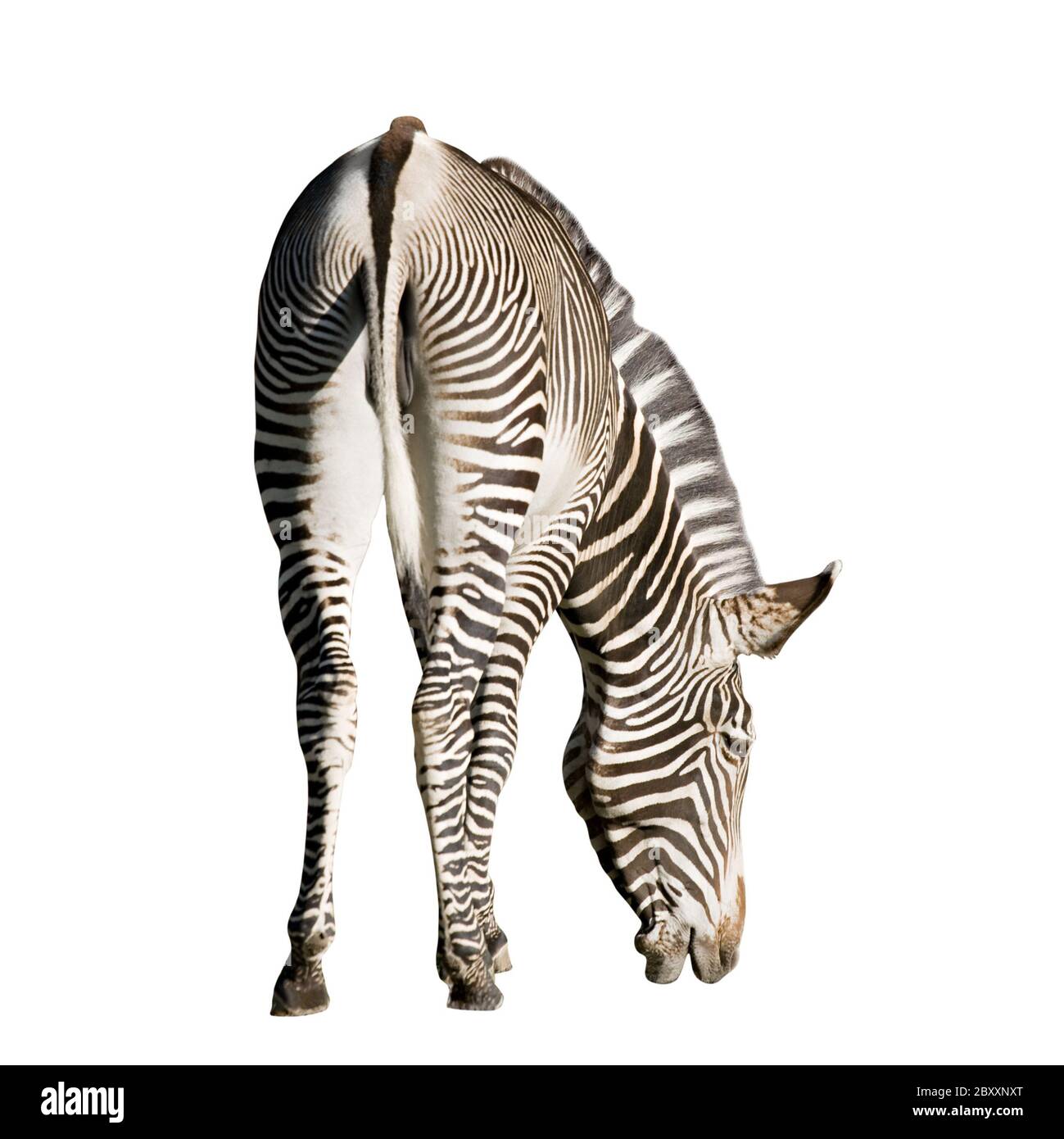 An isolated photo of a zebra on white background Stock Photo - Alamy