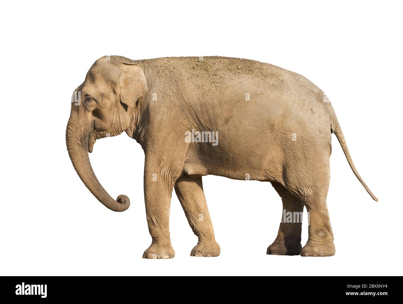 Standing brown elephant isolated over white backgr Stock Photo - Alamy