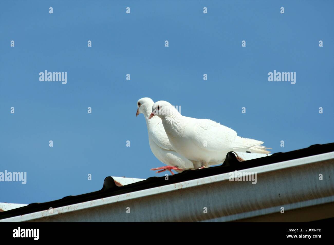 Two white doves hi-res stock photography and images - Alamy