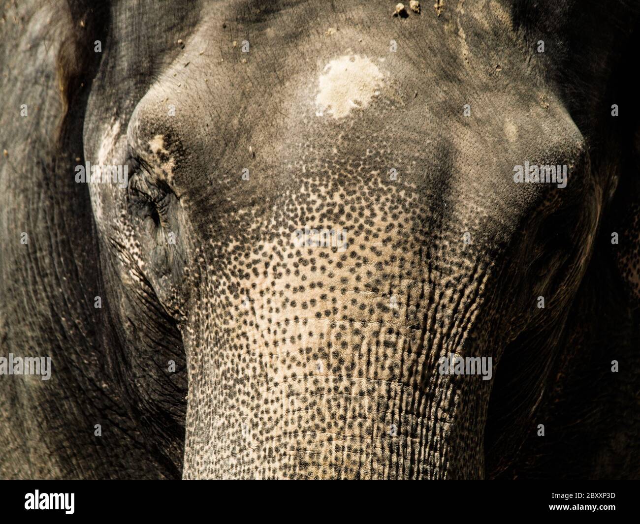 Large detailed look hi-res stock photography and images - Alamy
