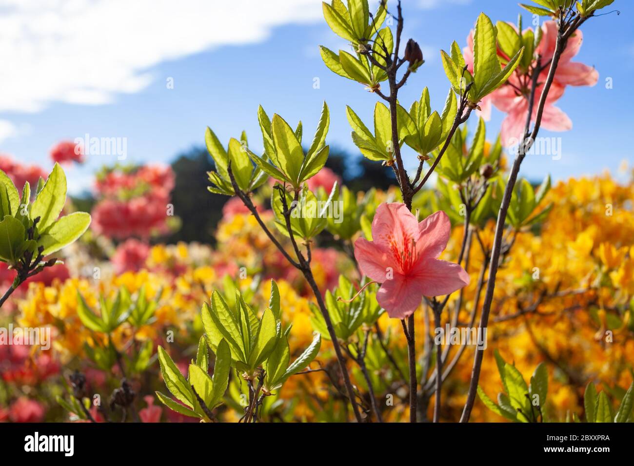 Rhododendron tree in full blossom hi-res stock photography and images ...
