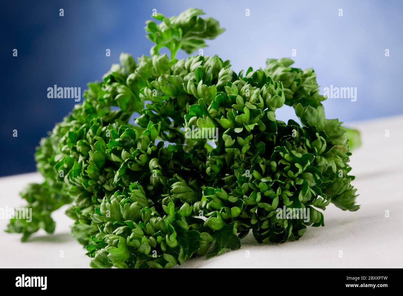 Curley parsley hi-res stock photography and images - Alamy