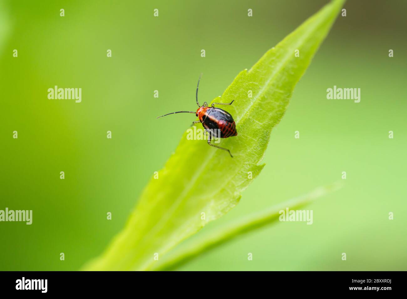 Plant bug nymph hi-res stock photography and images - Alamy