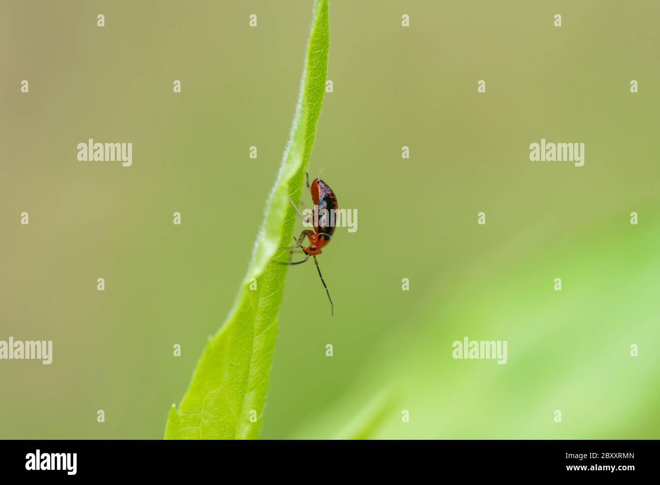 Plant bug nymph hi-res stock photography and images - Alamy