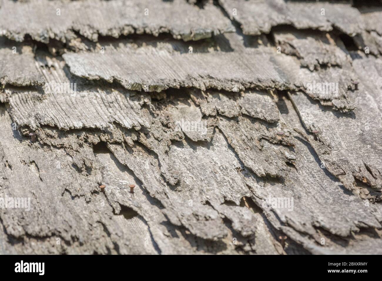 Wind and rain damaged old wood shingle / wood shake roof in poor repair ...