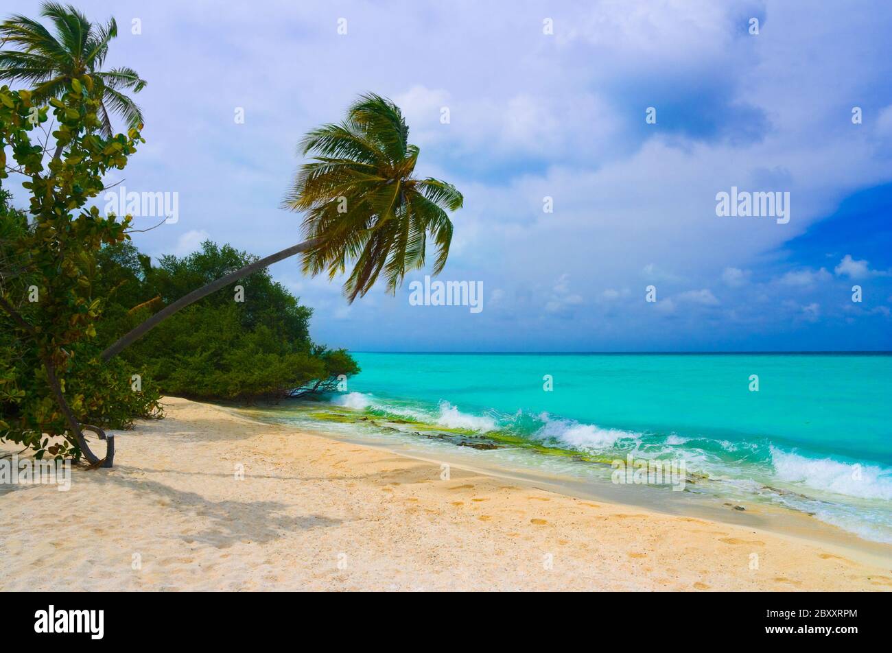 Bending palm tree on tropical beach Stock Photo - Alamy Bending palm tree on tropical beach Stock Photo - Alamy