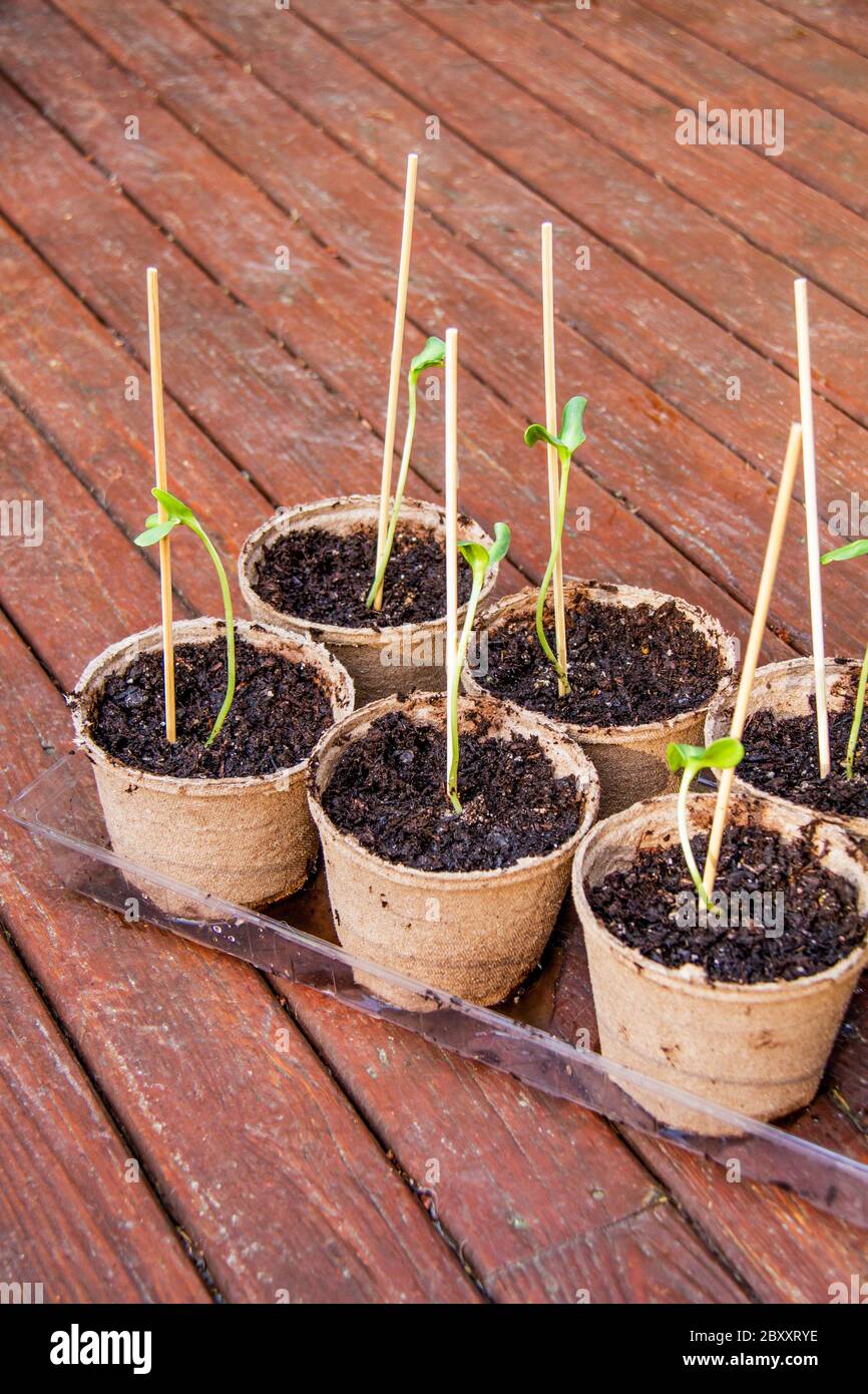 Potting on tray hi-res stock photography and images - Alamy