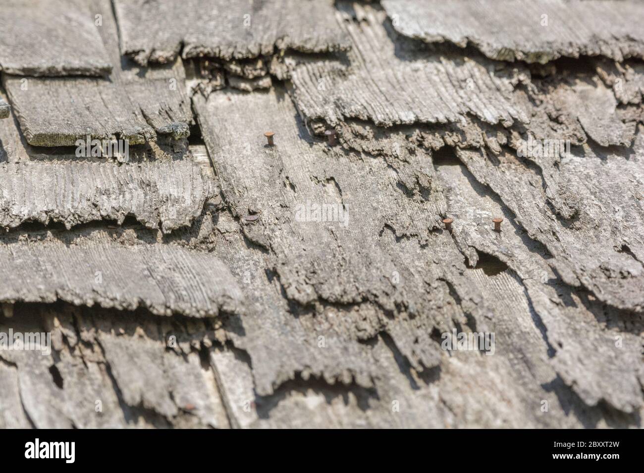 Wind and rain damaged old wood shingle / wood shake roof in poor repair ...