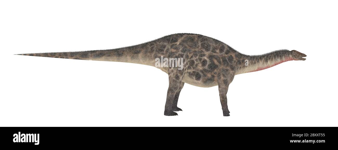 Dicraeosaurus. Dinosaur isolate on white Stock Photo - Alamy