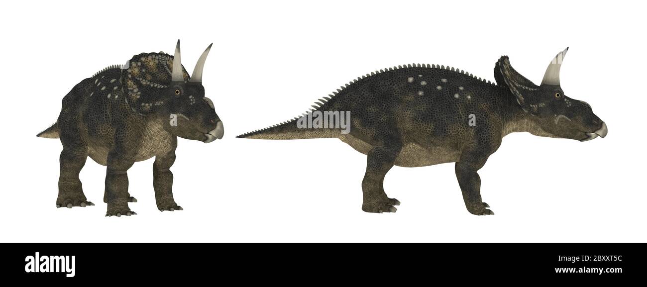 Diceratops. Dinosaur isolate on white Stock Photo - Alamy