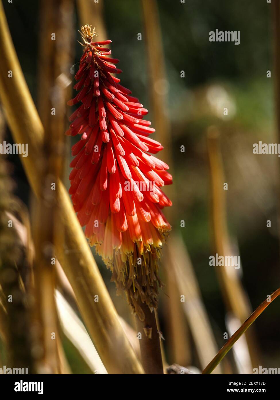 Sol bloom hi-res stock photography and images - Alamy