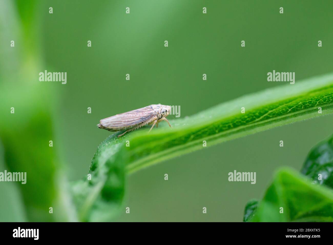 Brown leafhopper hi-res stock photography and images - Alamy