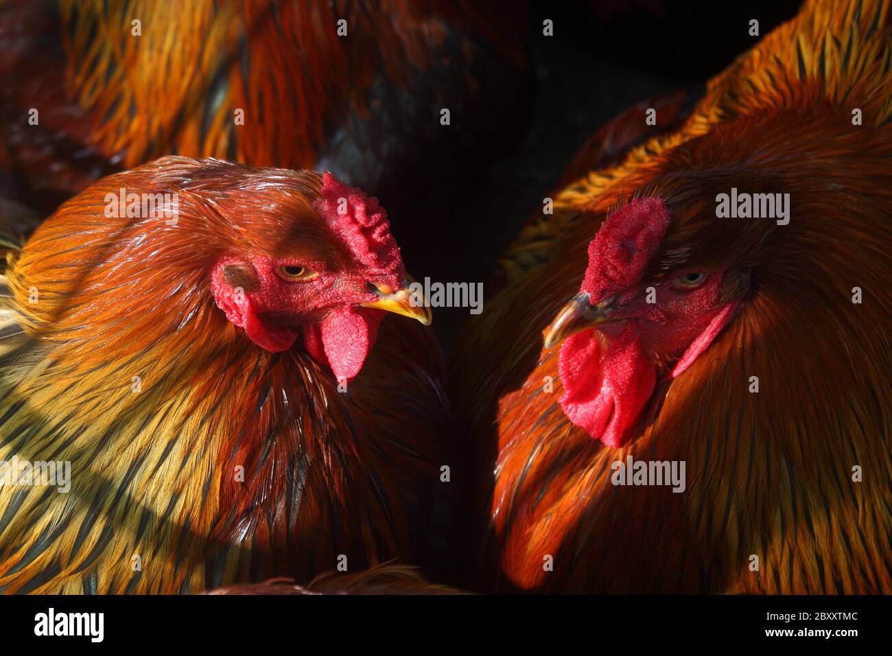 Fowls hi-res stock photography and images - Alamy