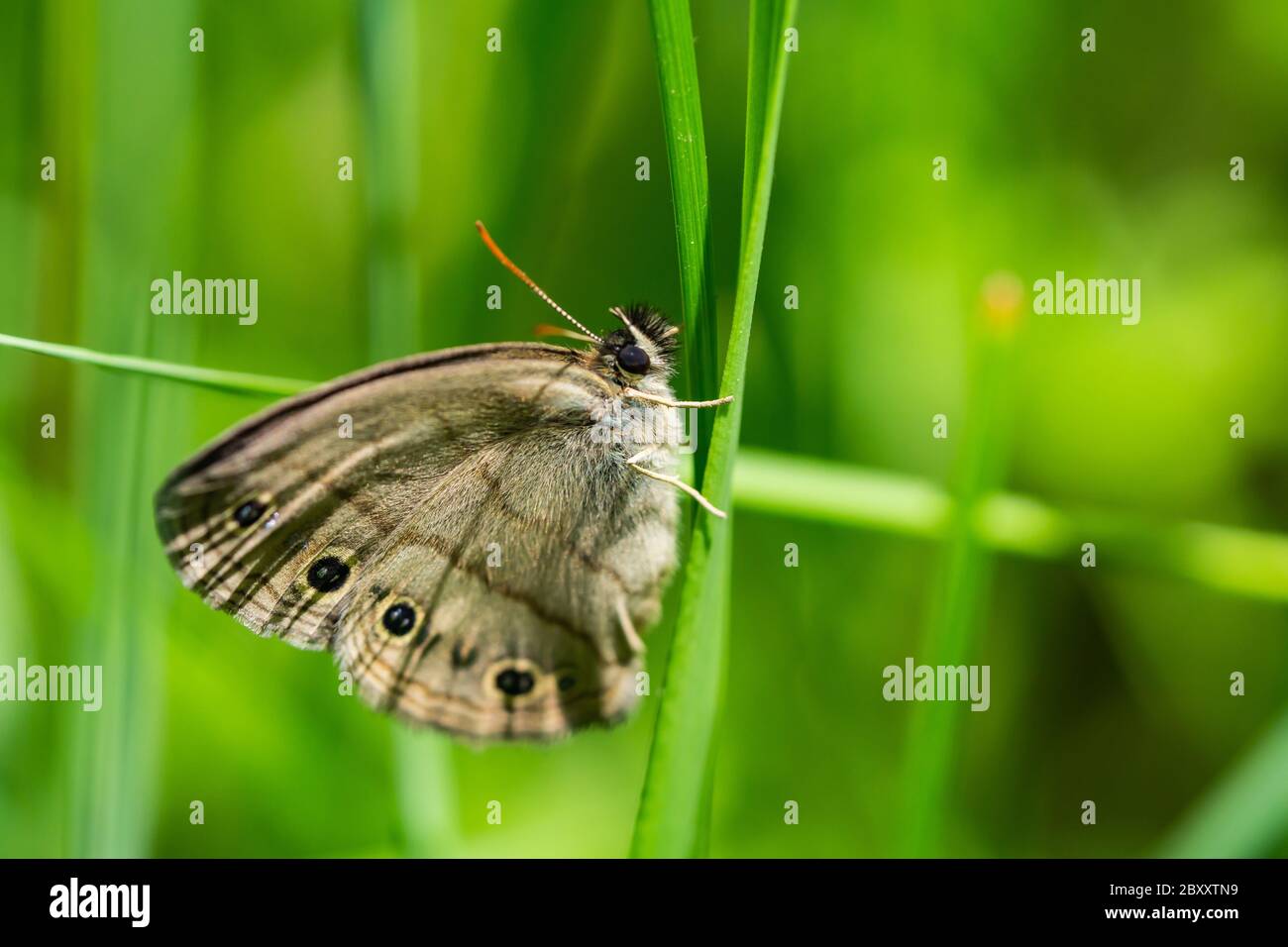 Little Wood Satyr in Springtime Stock Photo - Alamy