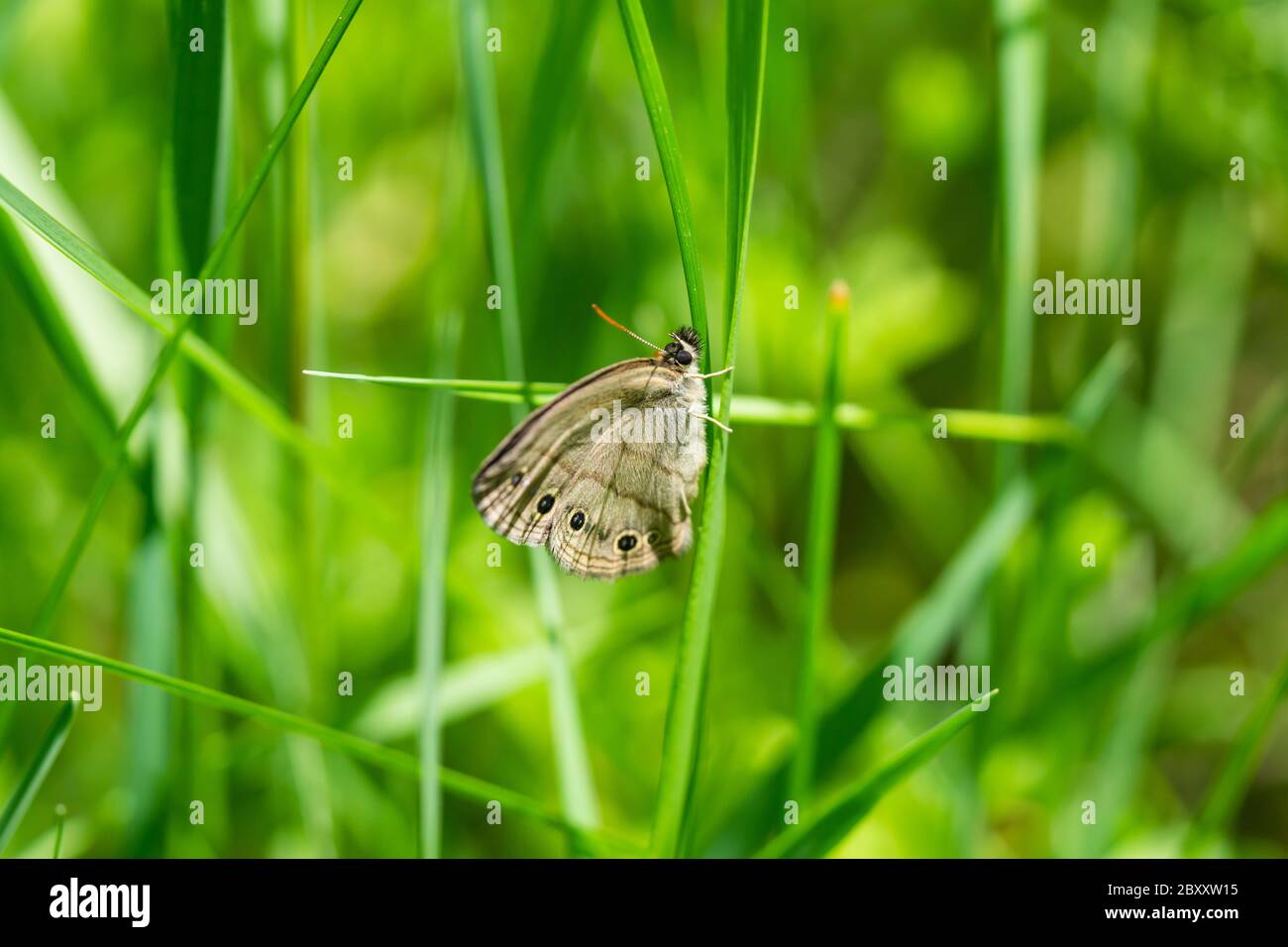 Little wood satyr butterfly hi-res stock photography and images - Alamy