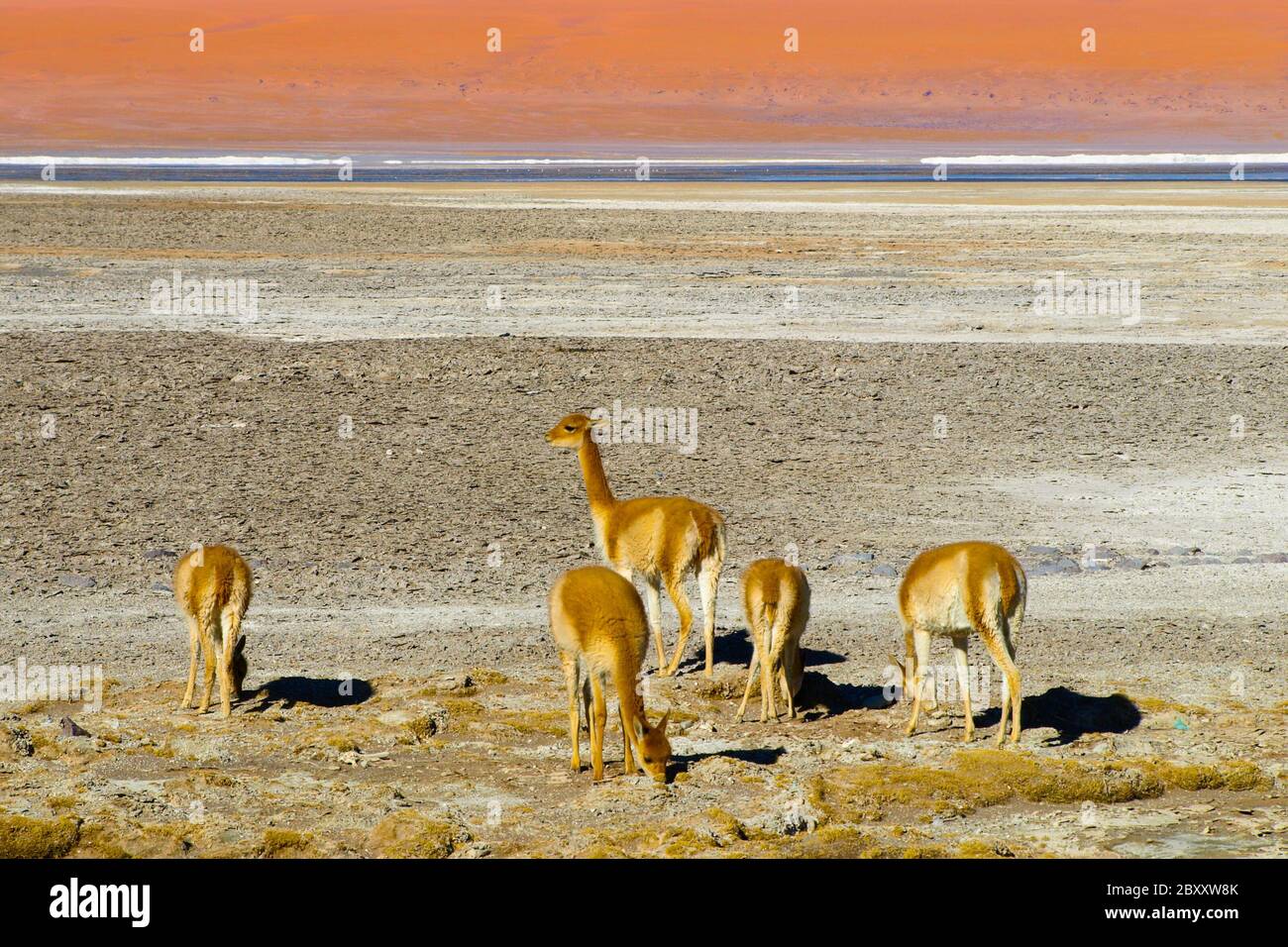 Bolivia nature landscape vicuna hi-res stock photography and images - Alamy