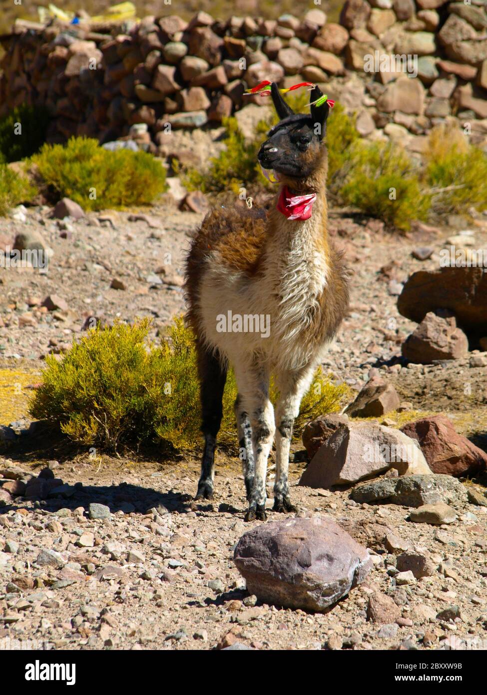 Llama with ear tassels hi-res stock photography and images - Alamy