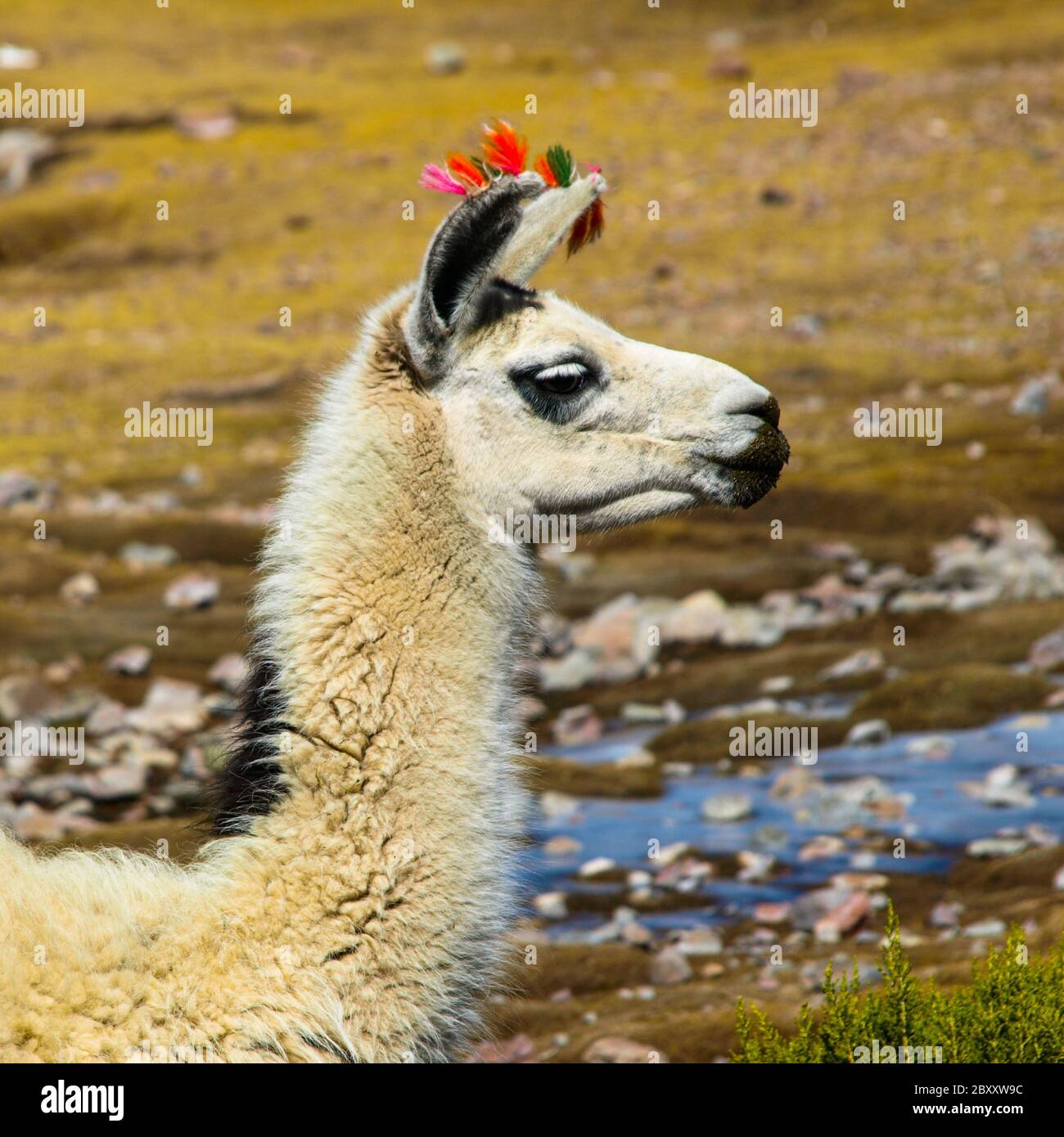 Profile llama animal head hi-res stock photography and images - Alamy