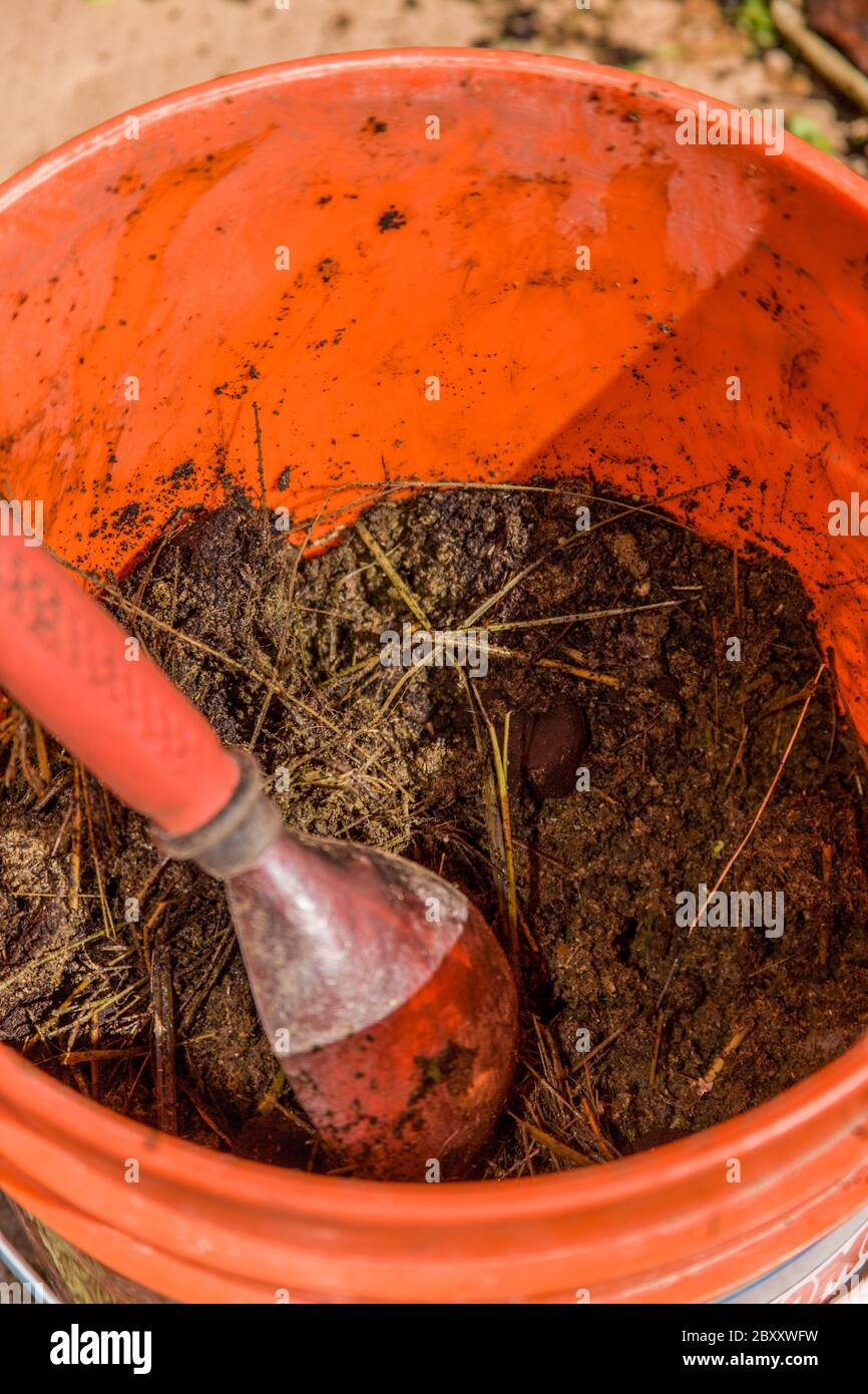 Bucket of rabbit manure about to be used in a compost pile. Barnyard ...