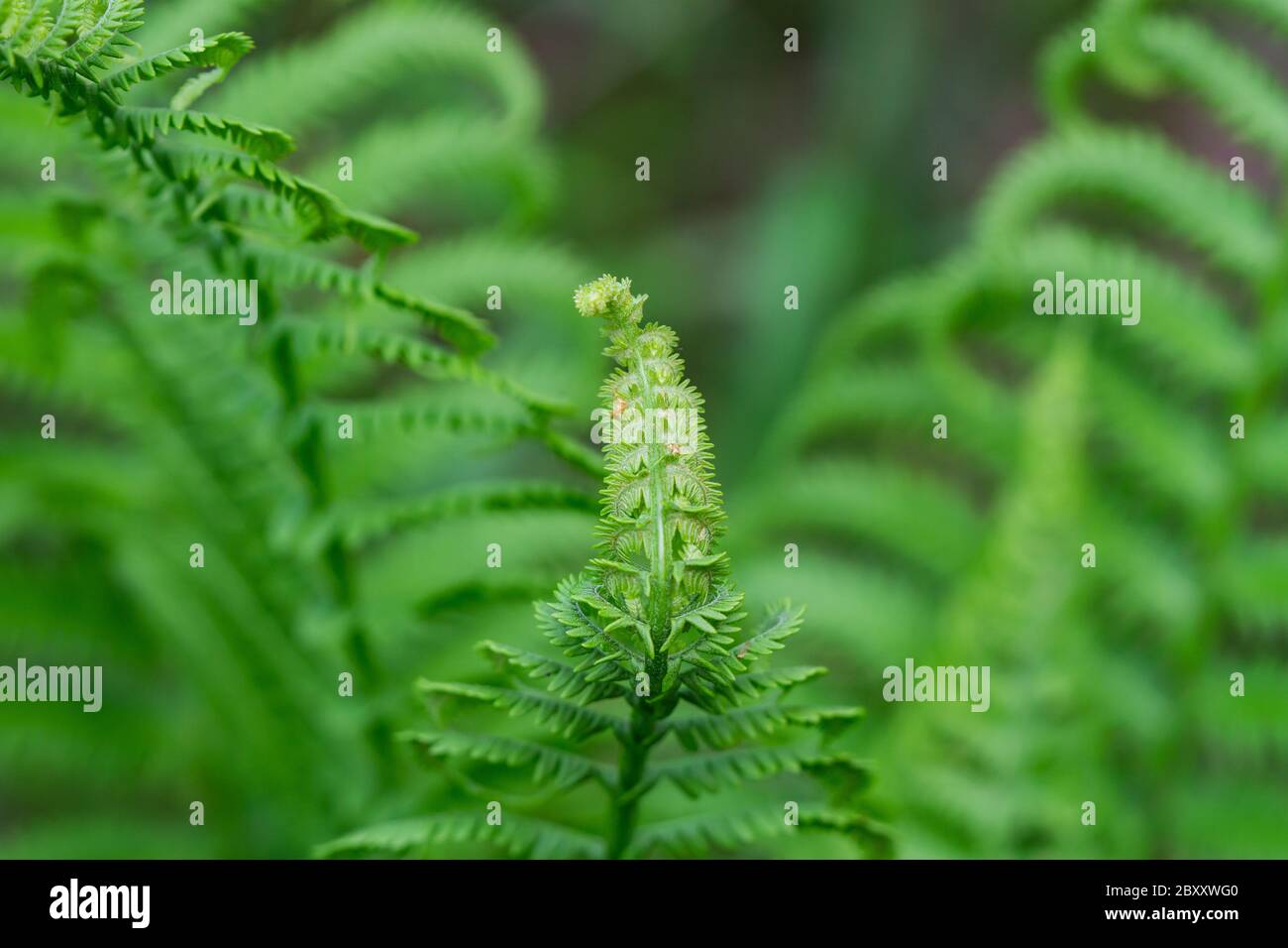Beautiful Unfurling Ferns High Resolution Stock Photography and Images ...