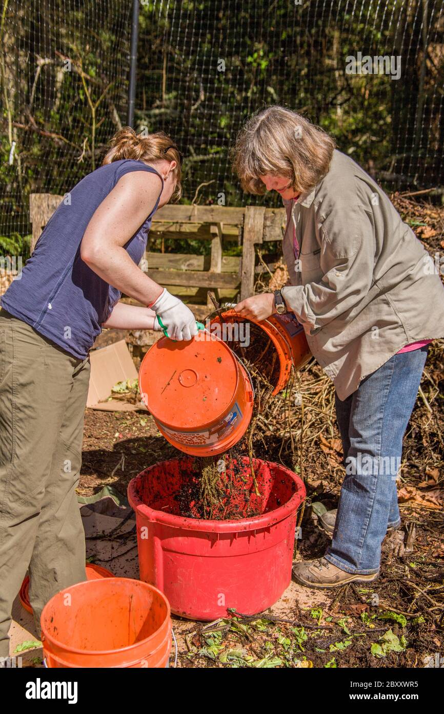 Woman pouring compost rabbit manure, considered compost "greens ...