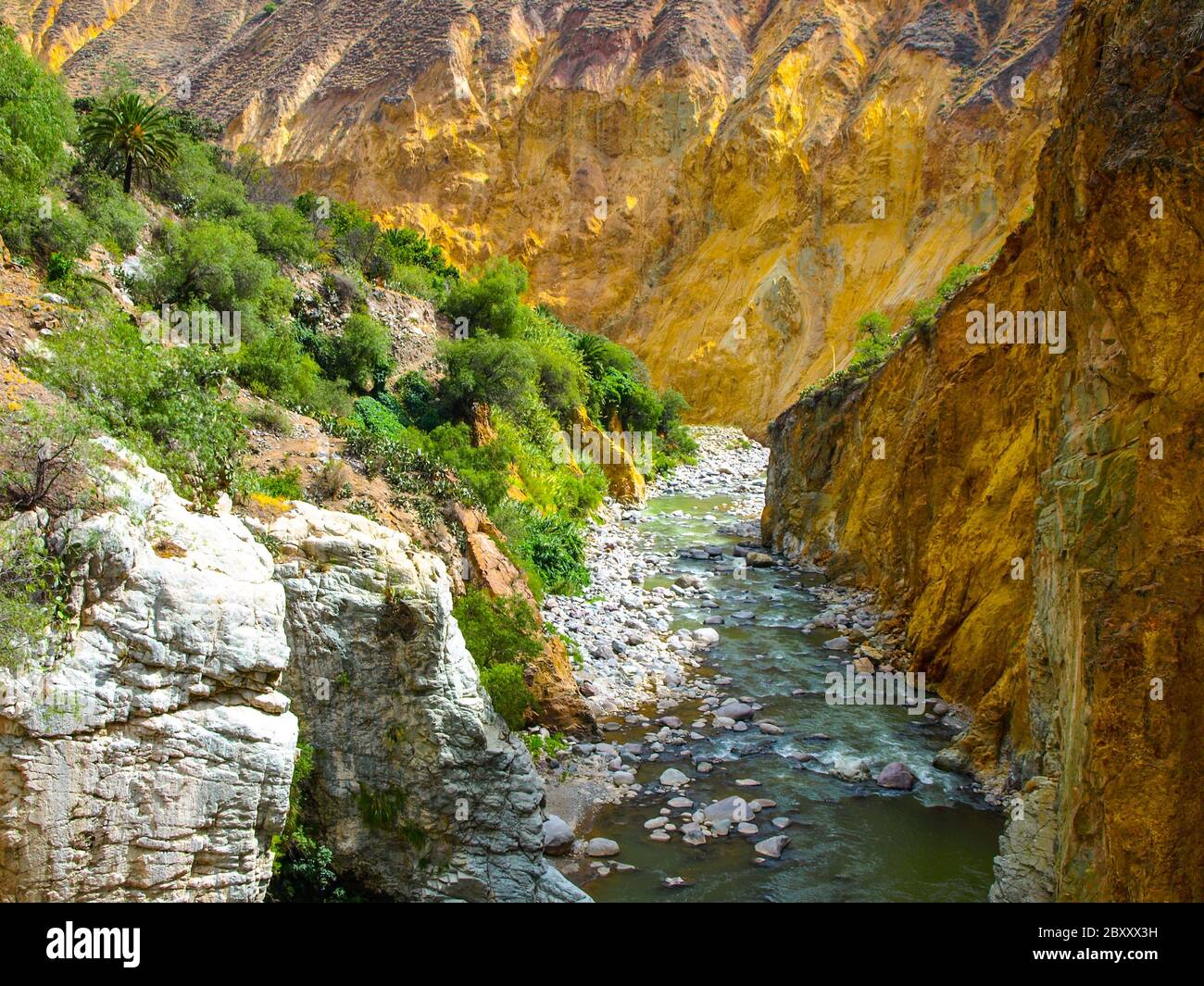 Cactus colca canyon andes peru hi-res stock photography and images - Alamy