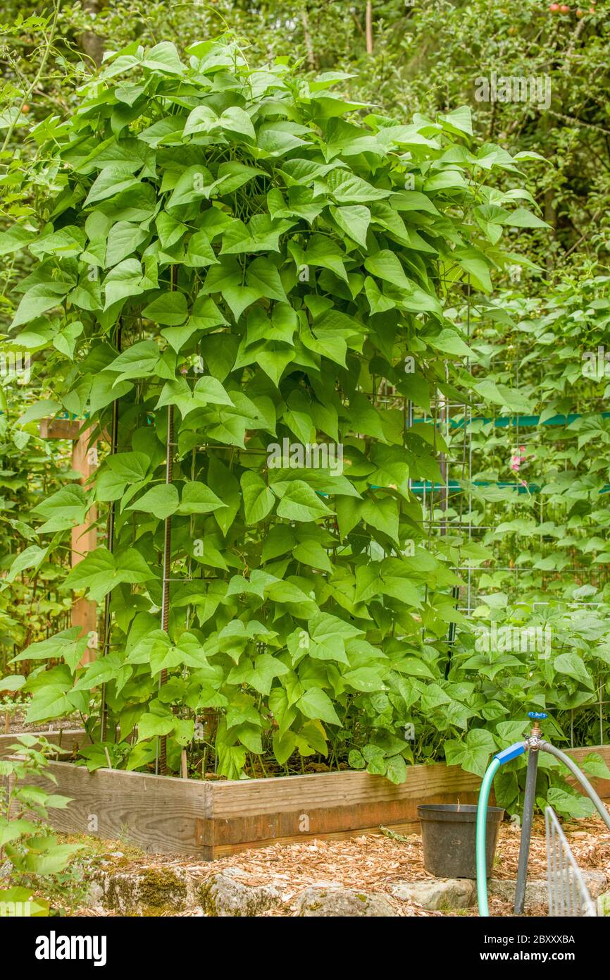 Garden vine pole hi-res stock photography and images - Alamy