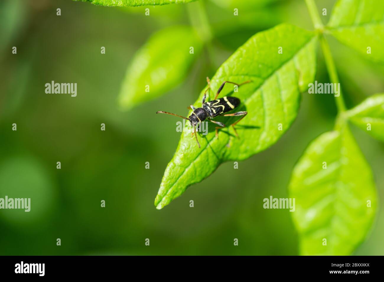 Round necked longhorn beetle hi-res stock photography and images - Alamy