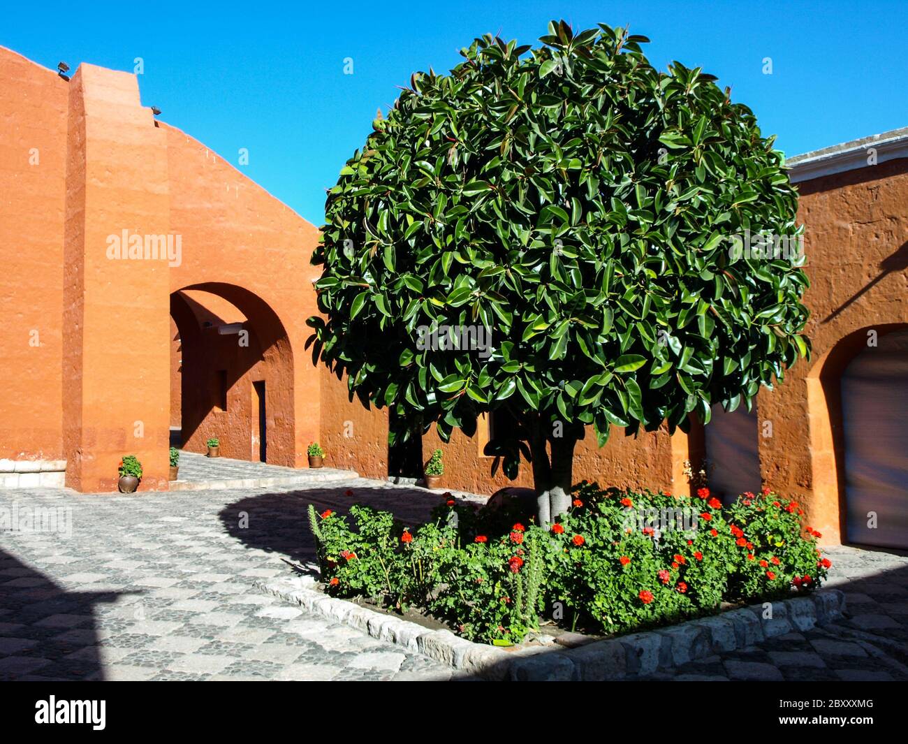 Green tree in Dominican Monastery of Saint Catherine - Santa Catalina ...
