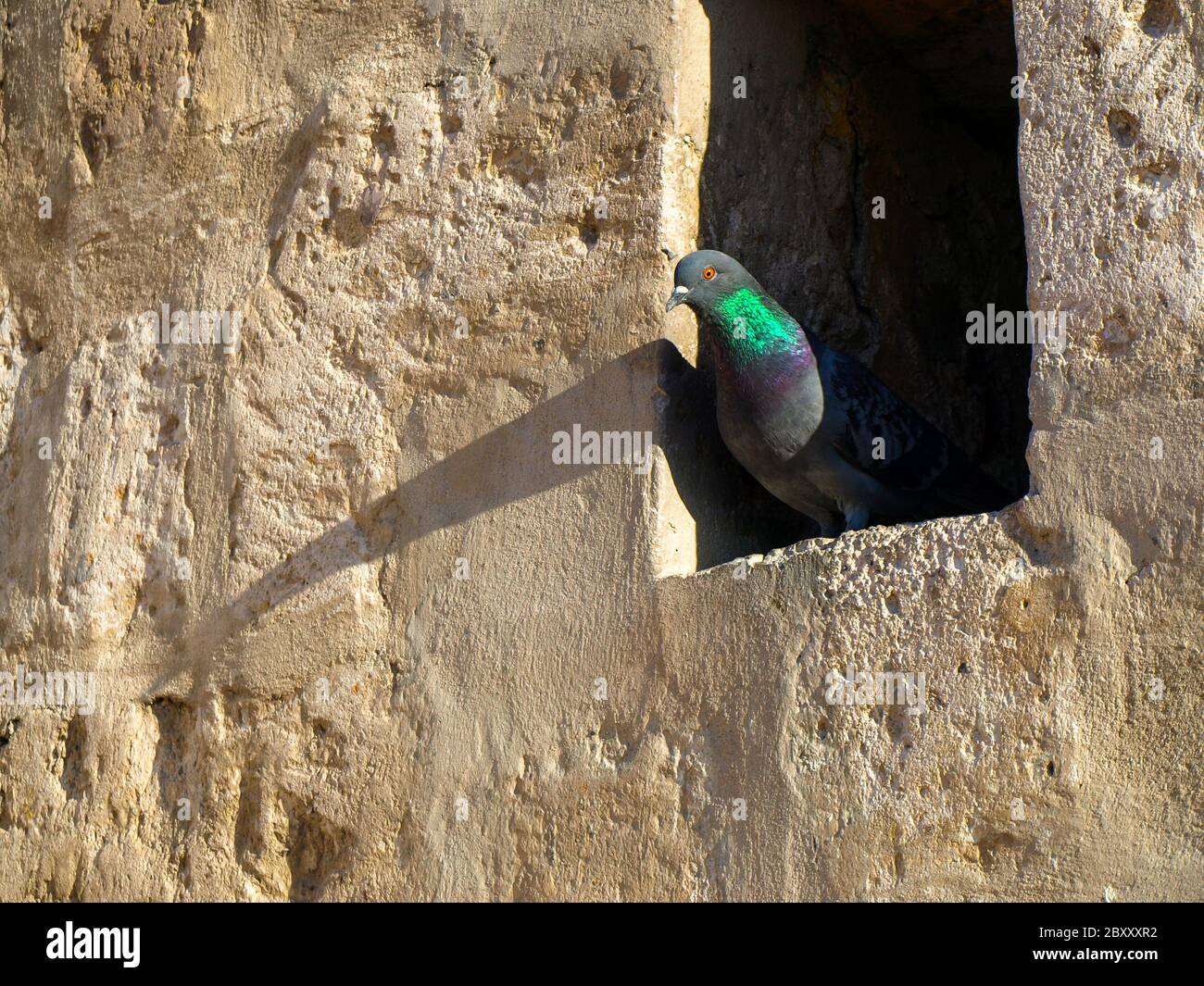 Pigeon sitting in the hole Stock Photo - Alamy