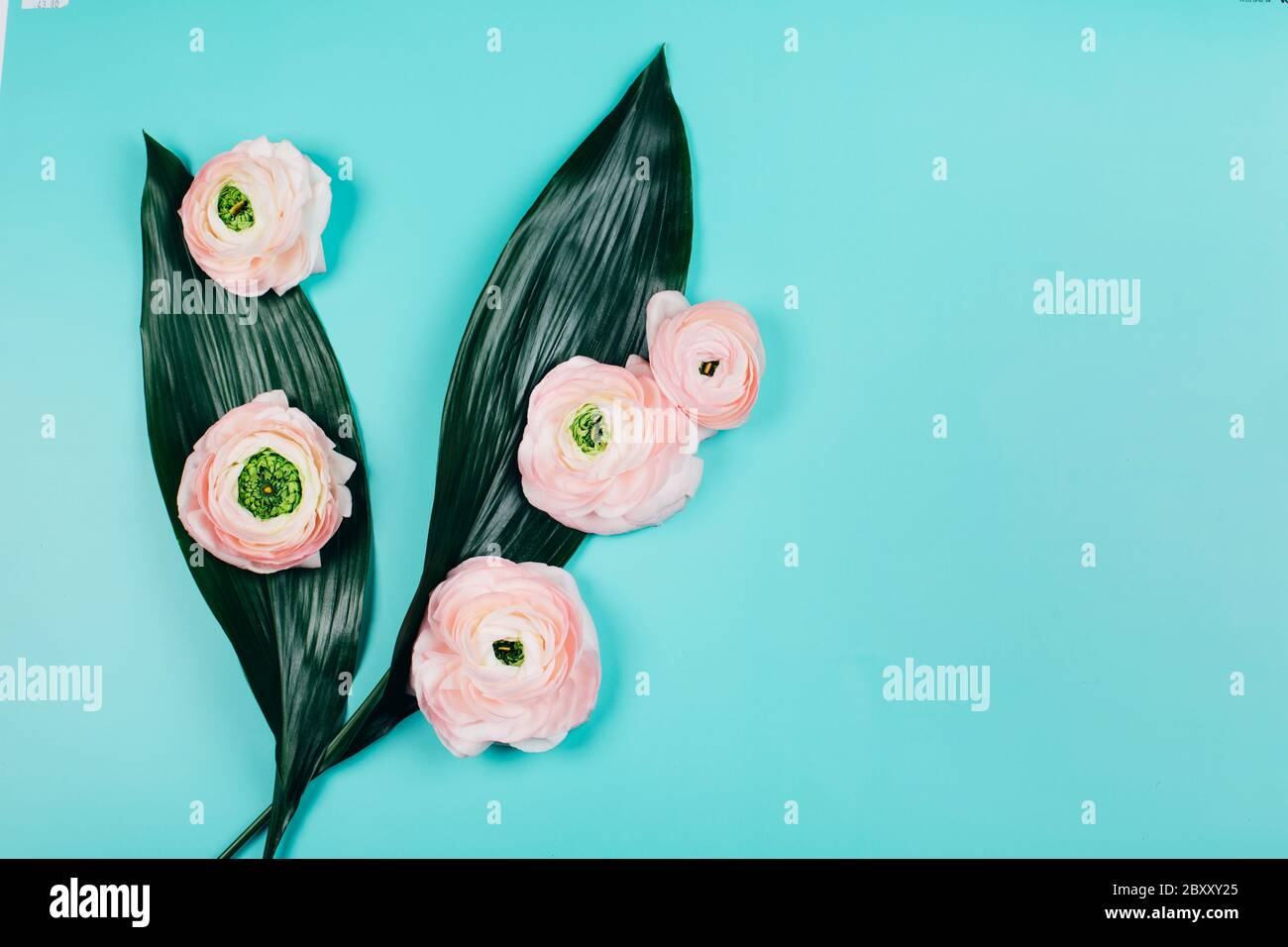 Many buds of ranunculus pink flowers with green tropical leaves on ...