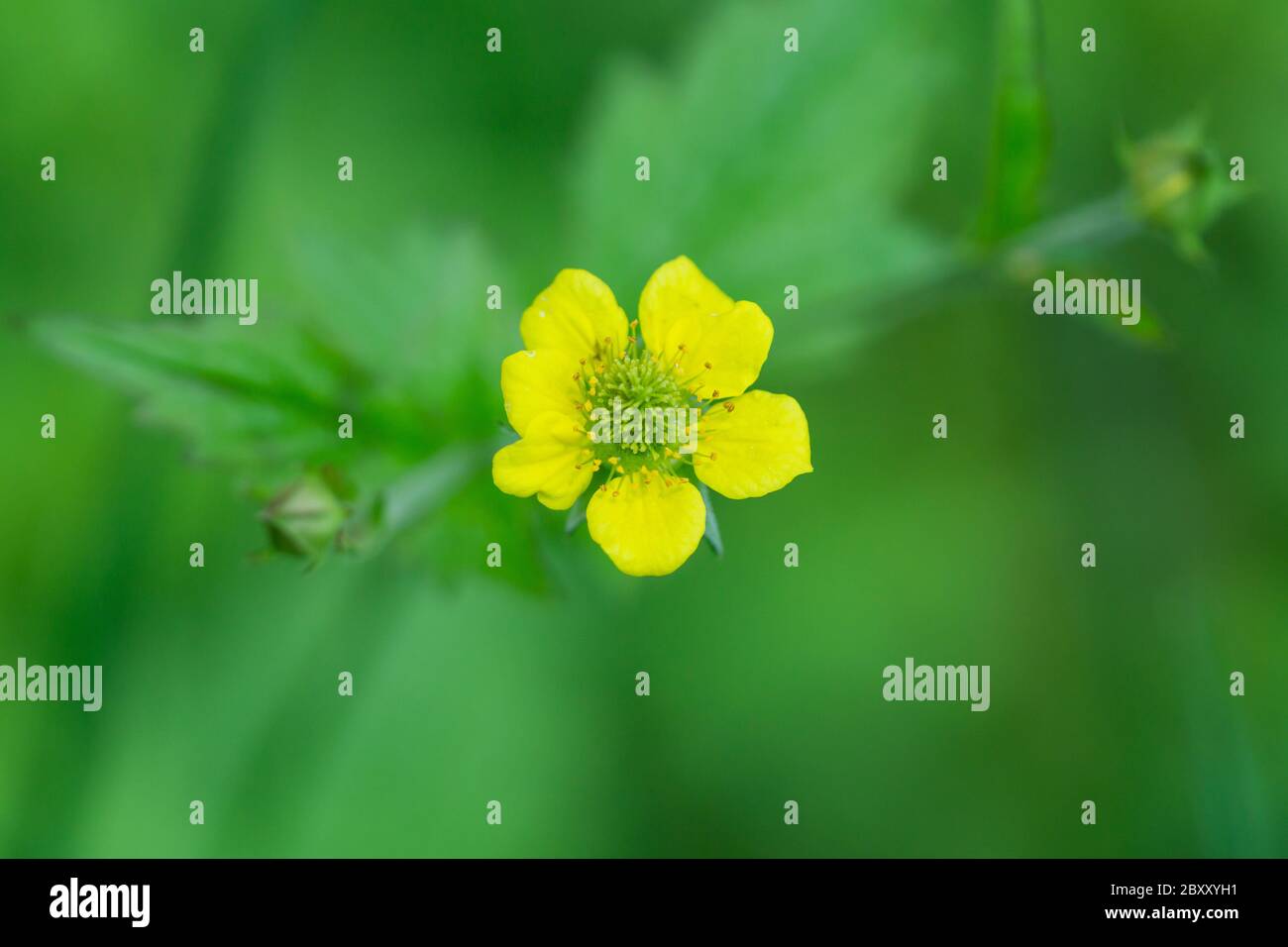 Yellow flower wood avens hi-res stock photography and images - Alamy