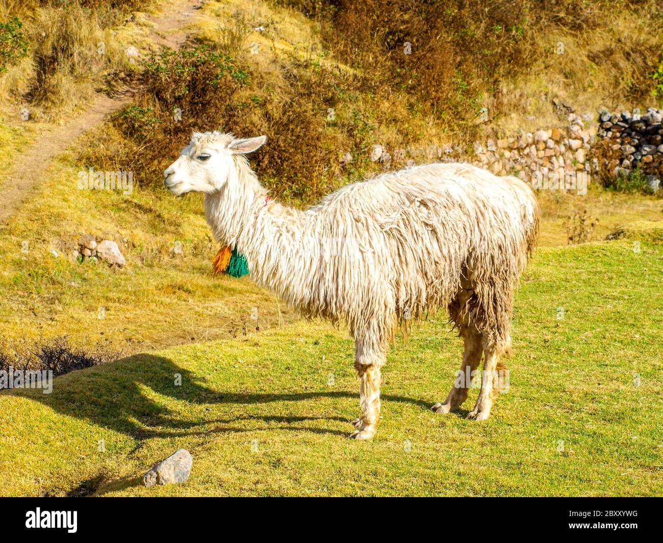 White furry llama in Peru, South America Stock Photo - Alamy
