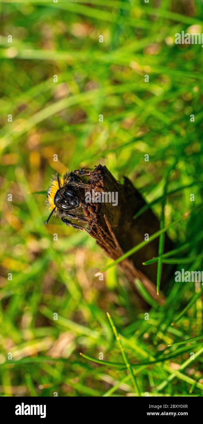 Large Yellow Orange and Black Striped Honey Bee Close up Marco Portrait ...